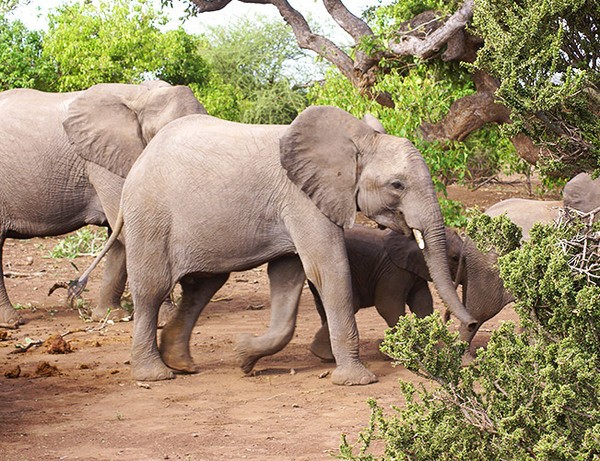 Kruger Safari och Kapstaden